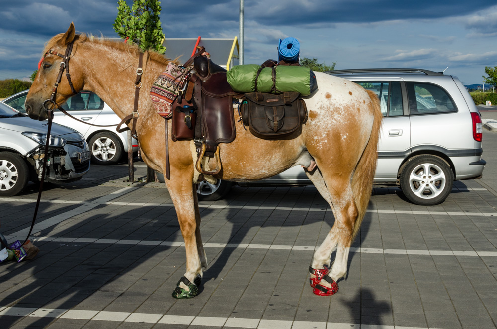 Ausrüstung - WANDERPFERD